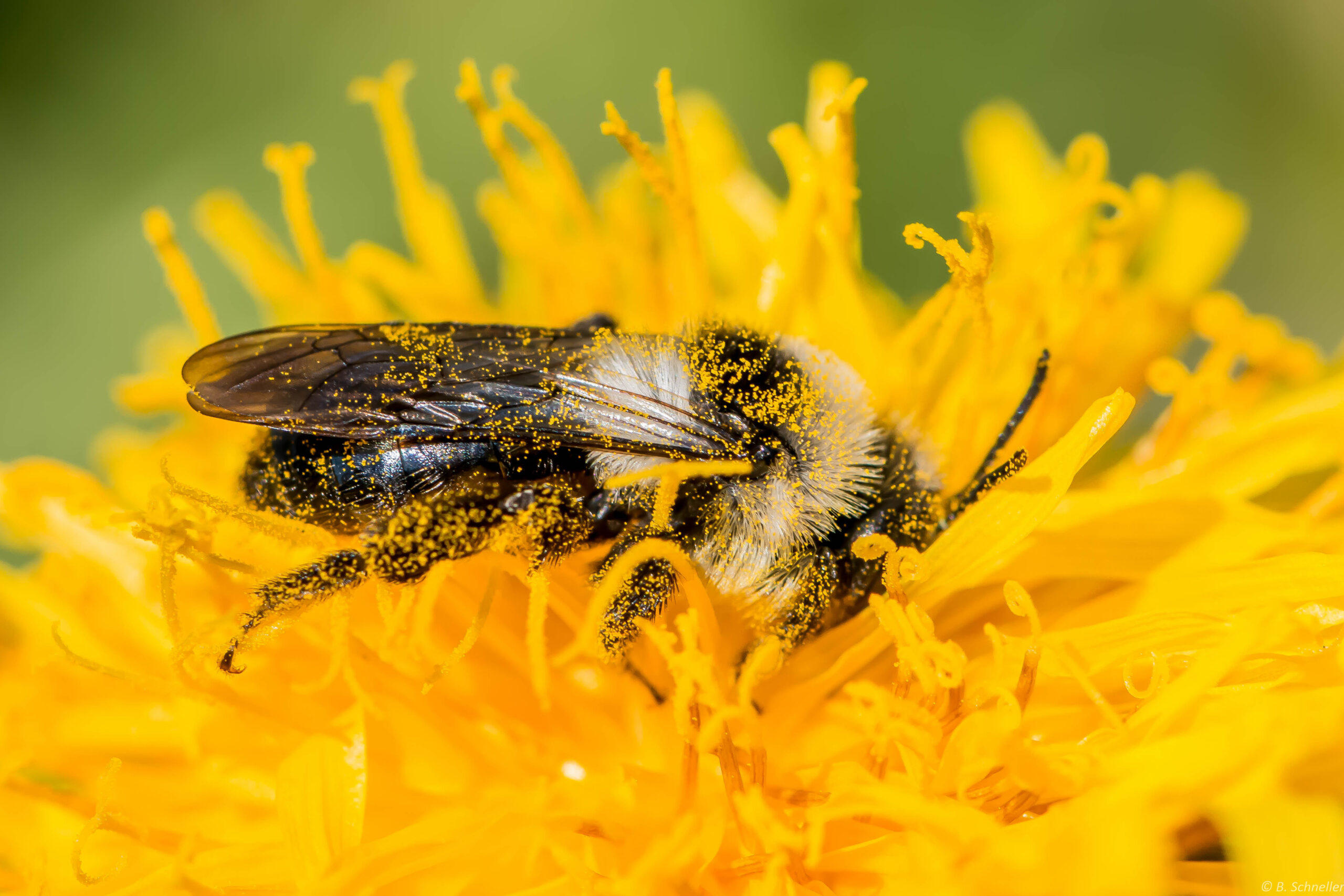 Wildbienen | Fotos - wild-bienen.at