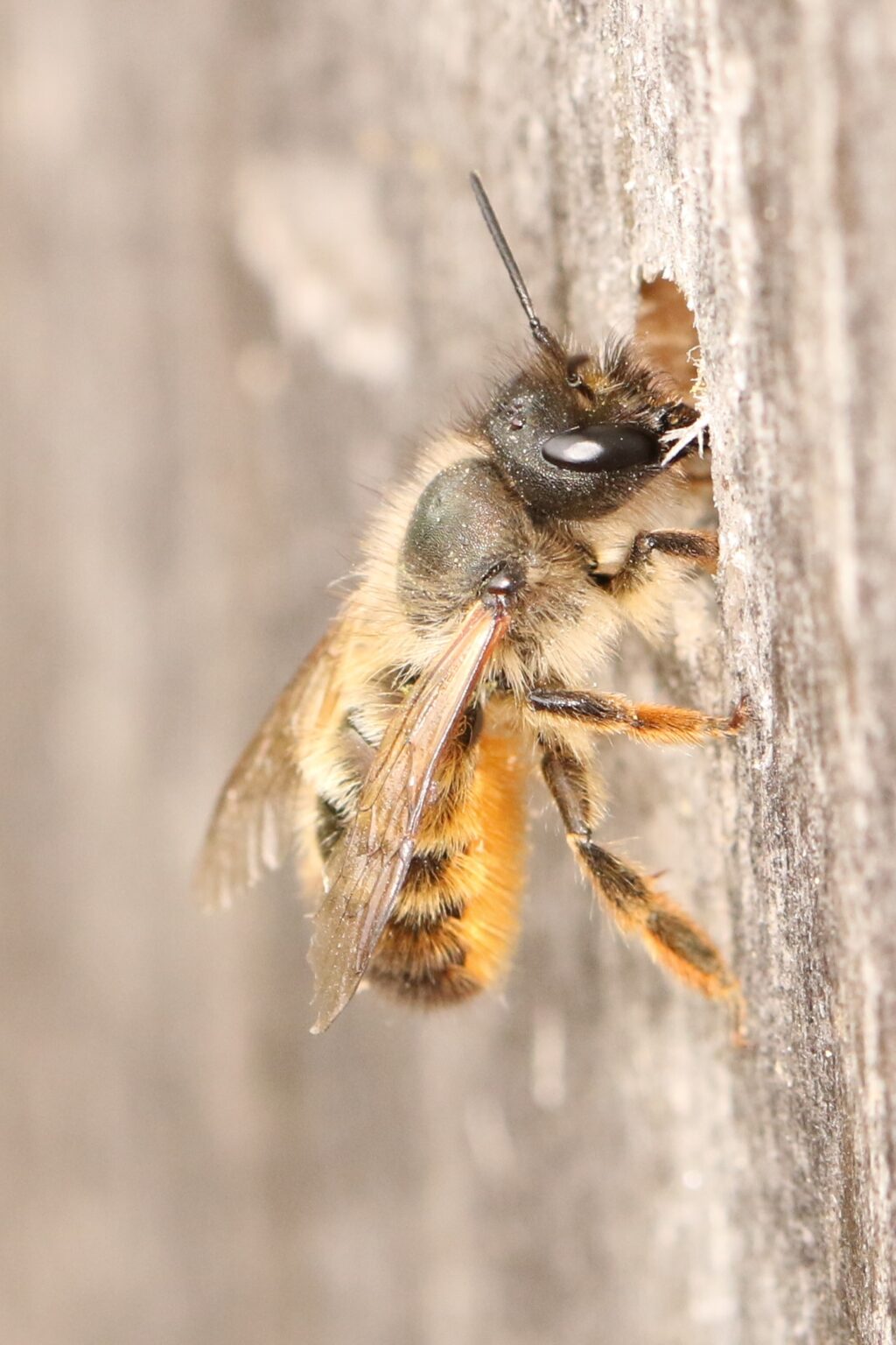 ‘Heimische Wildbienen’ Von ” – Wildbienen Arten Deutschland – HHCT