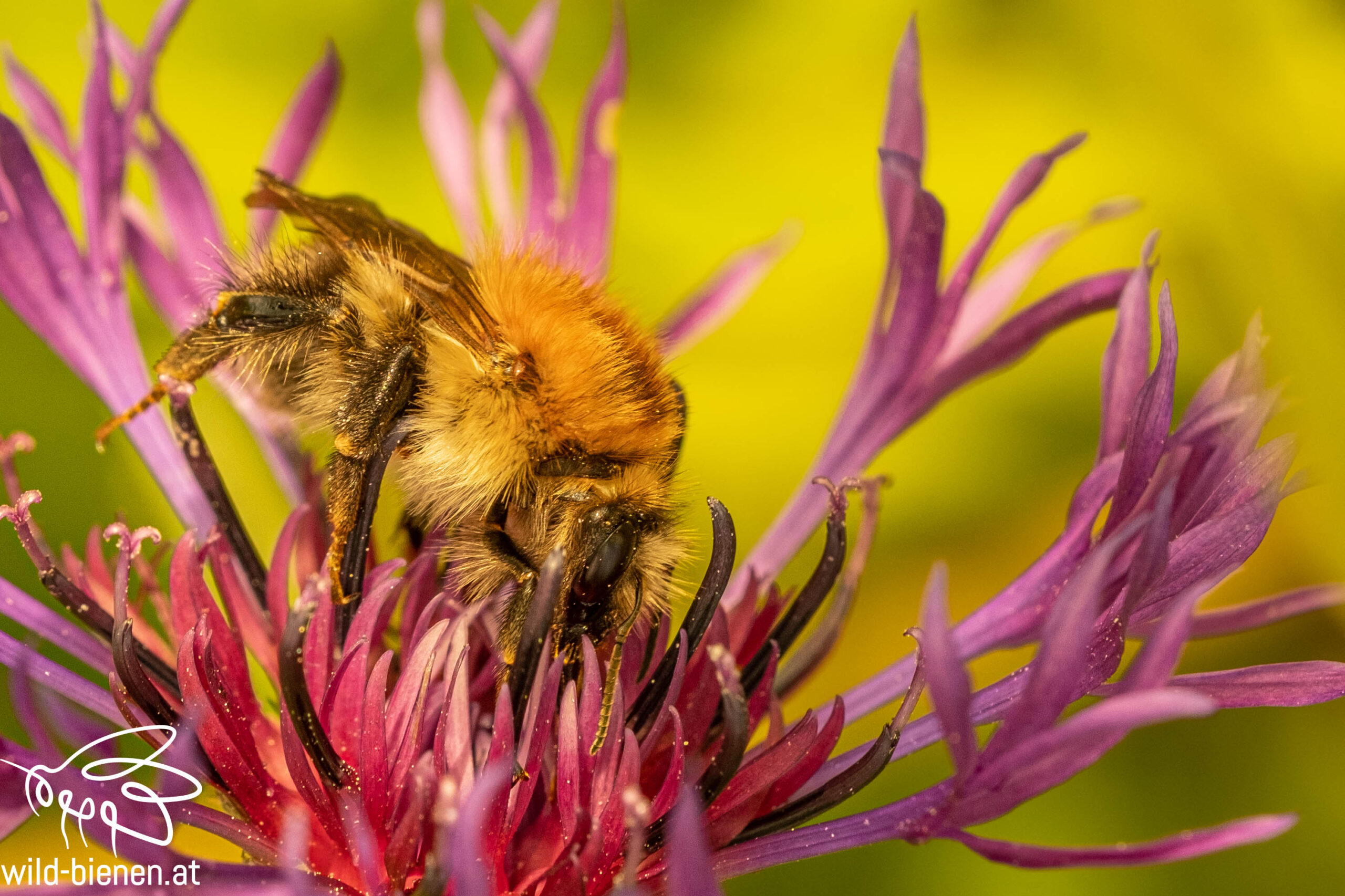 Wildbienen | Fotos - wild-bienen.at